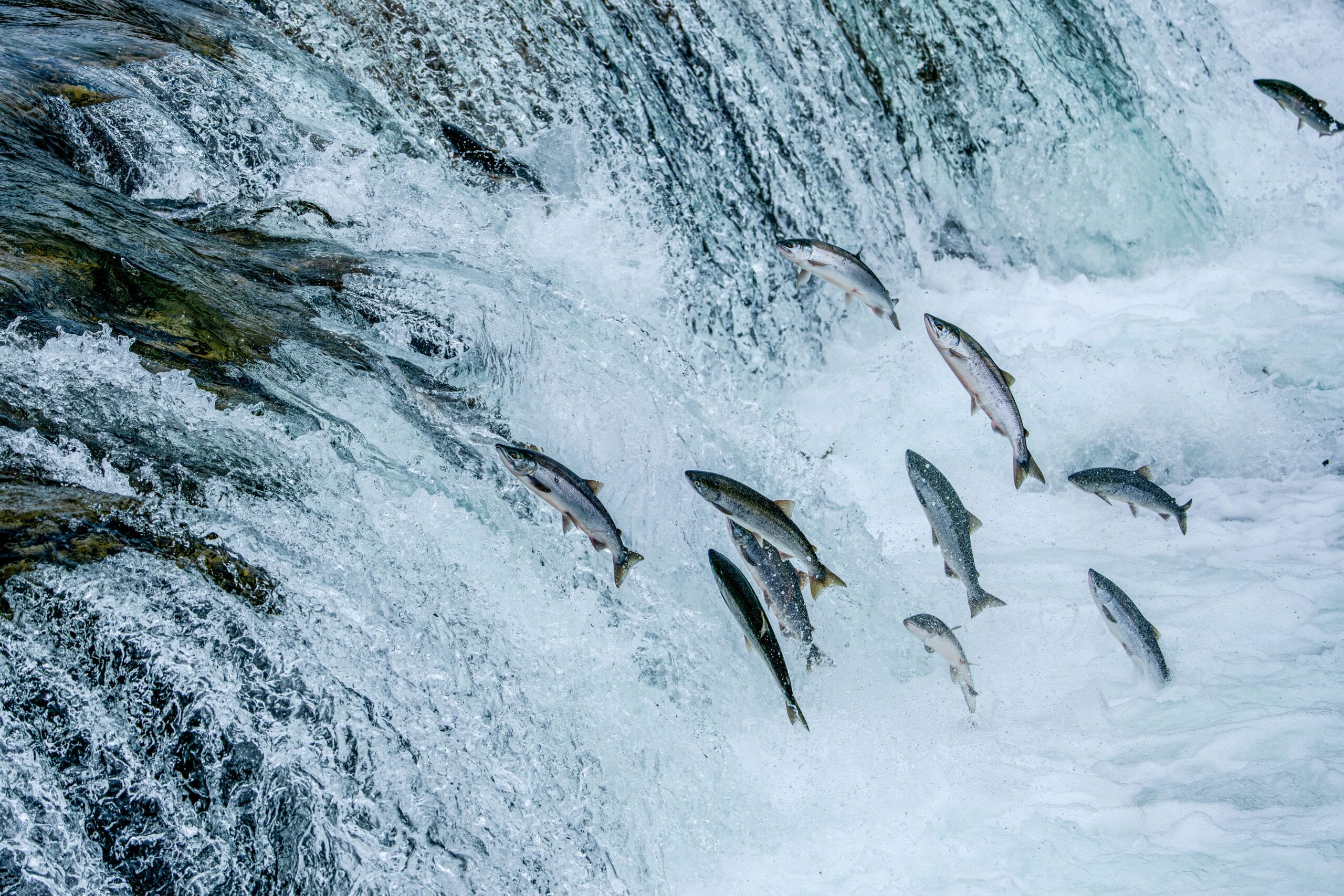 Navigating the Current: Protecting Fish and Powering Communities ...